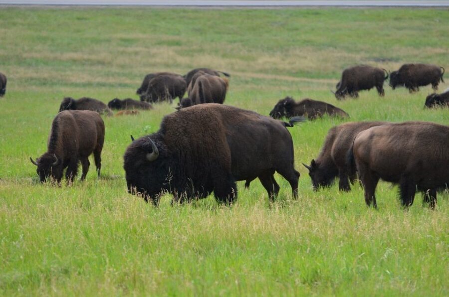 Mt Rushmore, Crazy Horse, Custer State Park Monument Tour - The Practicalities: What to Know Before Booking
