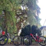 MTB Bike Tour: Tree of the Tule on mountain trails - Key Points