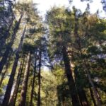 Muir Woods, Sausalito and Ferry back to Fisherman's Wharf - Price, Value, and Practical Tips