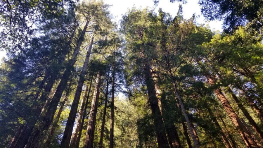 Muir Woods, Sausalito and Ferry back to Fisherman's Wharf - Price, Value, and Practical Tips
