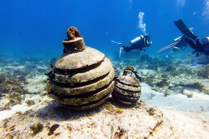 MUSA Museum and Colorful Reef 2 Tank Dive-Certified Divers - Why This Tour Offers Great Value