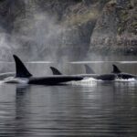 Nanaimo Private Whale Watching - Why This Tour Offers Great Value