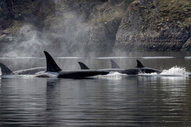 Nanaimo Private Whale Watching - Why This Tour Offers Great Value