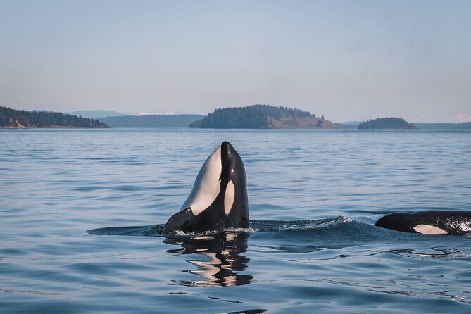 Nanaimo Whale Watching in a Semi-Covered Boat - The Smaller Details that Make a Difference