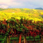 Napa & Sonoma Valley : Custom Wine Tour - The Experience in Action