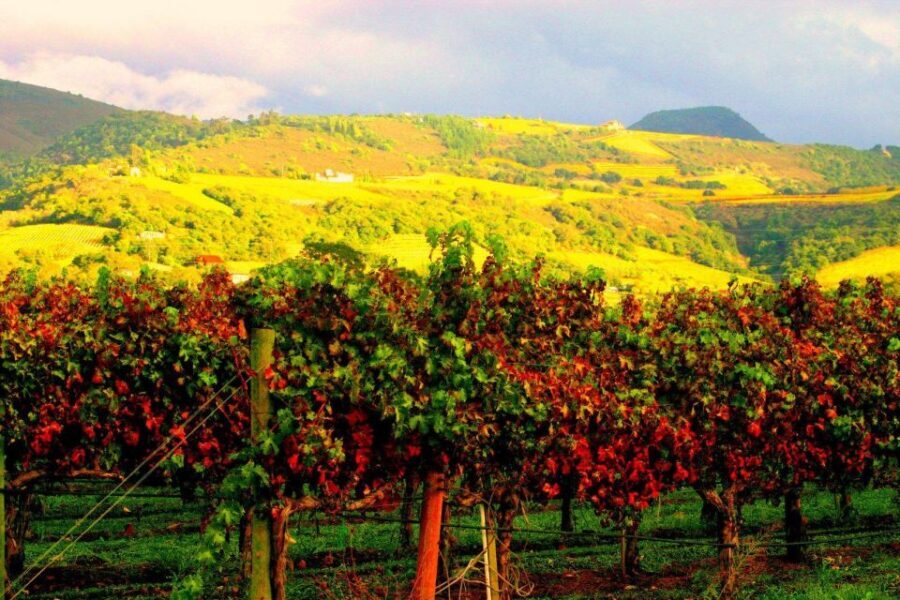 Napa & Sonoma Valley : Custom Wine Tour - The Experience in Action
