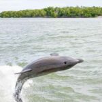 Naples: 10,000 Islands Boat and Wildlife Tour - Practical Tips for Your Trip