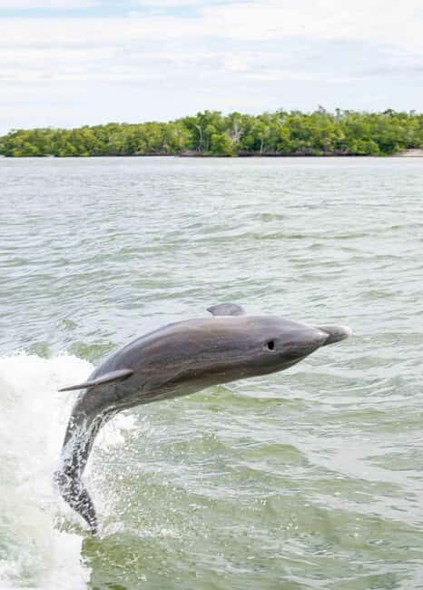 Naples: 10,000 Islands Boat and Wildlife Tour - Practical Tips for Your Trip