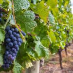 Naramata Bench 5 Winery Tour - What’s Included and What’s Not