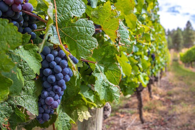 Naramata Bench 5 Winery Tour - What’s Included and What’s Not