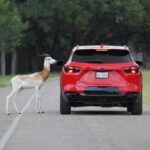Natural Bridge Wildlife Ranch: Self-Guided Safari Drive-Thru - The Sum Up