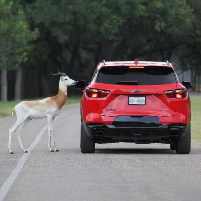 Natural Bridge Wildlife Ranch: Self-Guided Safari Drive-Thru - The Sum Up
