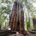 Nature Walks in Pacific - FAQ