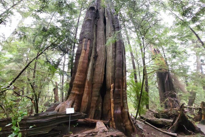 Nature Walks in Pacific - FAQ