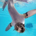 New England Aquarium Admission Ticket in Boston - Why This Aquarium Is Worth Your Time