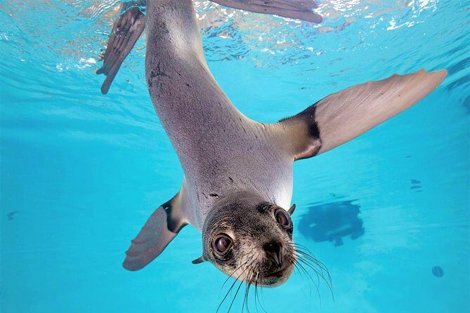 New England Aquarium Admission Ticket in Boston - Why This Aquarium Is Worth Your Time