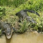 New Orleans: 16 Passenger Airboat Swamp Tour - Wildlife and Scenery: What You’ll See