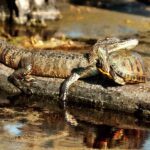New Orleans: Airboat Swamp Adventure with Transportation - Wildlife and Scenery: Close Encounters