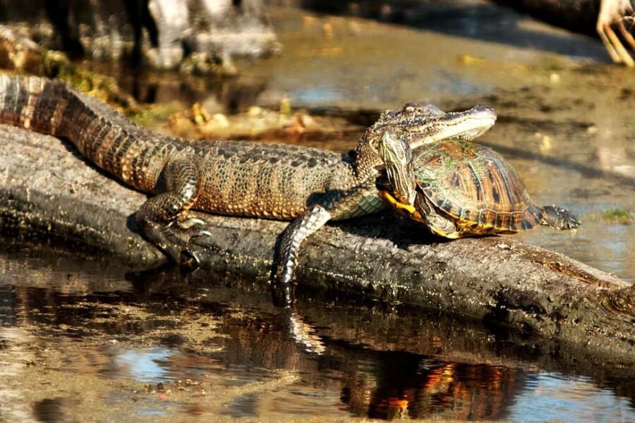 New Orleans: Airboat Swamp Adventure with Transportation - Wildlife and Scenery: Close Encounters