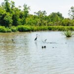 New Orleans: Bayou Tour in Jean Lafitte National Park - Key Points