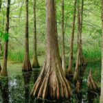 New Orleans Favorites and Creole Culture VIP Tour - Final Thoughts: Is This Tour for You?