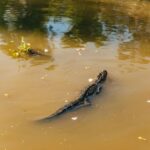 New Orleans: Guided Swamp Cruise by Tour Boat - Transportation and Logistics