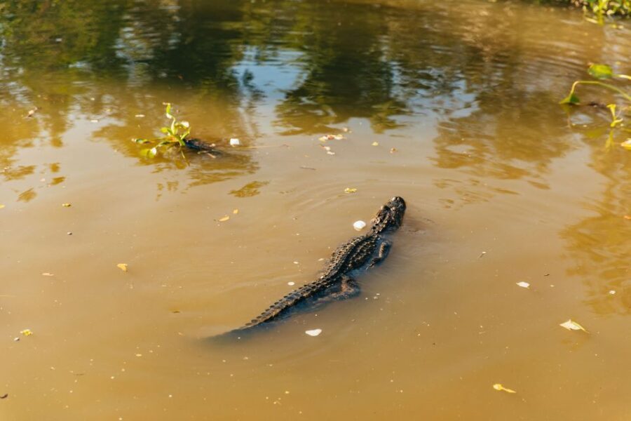 New Orleans: Guided Swamp Cruise by Tour Boat - Transportation and Logistics