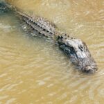 New Orleans: High Speed 9 Passenger Airboat Tour - The Sum Up: Who Will Love This Tour?