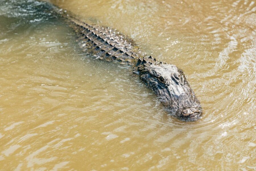 New Orleans: High Speed 9 Passenger Airboat Tour - The Sum Up: Who Will Love This Tour?