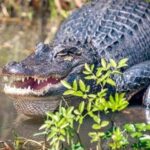 New Orleans: Honey Island Swamp and Bayou Boat Tour - Authentic Reviews and Insights
