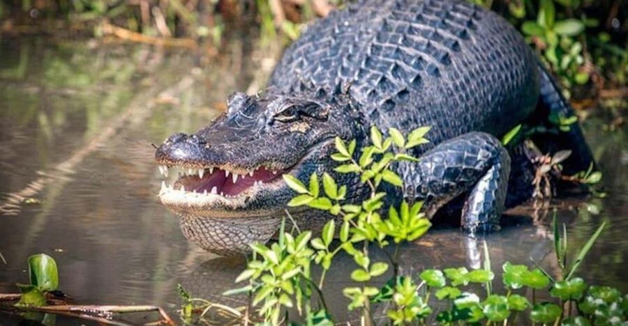 New Orleans: Honey Island Swamp and Bayou Boat Tour - Authentic Reviews and Insights