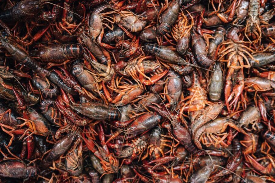 New Orleans' Lower Garden Food Tour - Why This Tour Is a Great Choice