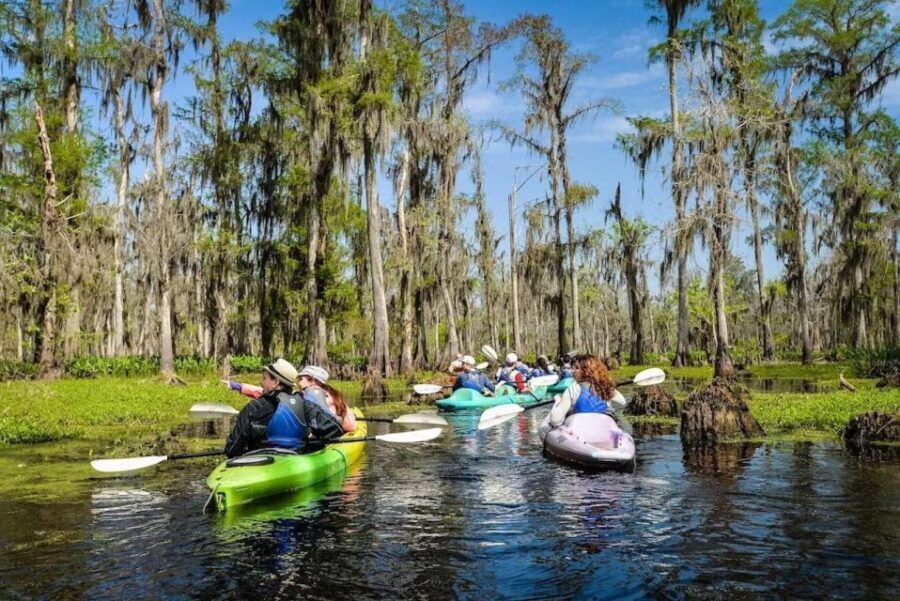New Orleans: Manchac Magic Kayak Swamp Tour - What to Expect During the Tour