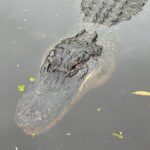 New Orleans Premium Six-Passenger Airboat Adventure - The Itinerary: A Closer Look
