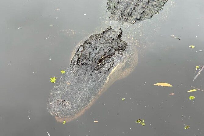 New Orleans Premium Six-Passenger Airboat Adventure - The Itinerary: A Closer Look