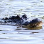 New Orleans: Swamp Tour on Covered Pontoon Boat - Wildlife Encounters and Authentic Nature