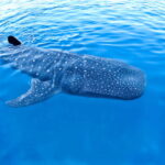 New Whale Shark Encounter Experience in Cancun !! - Who Should Consider This Tour