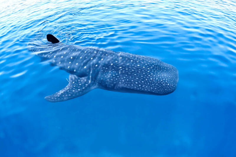 New Whale Shark Encounter Experience in Cancun !! - Who Should Consider This Tour