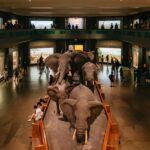New York City: American Museum of Natural History Ticket - A Deep Dive into the Experience