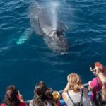 Newport Beach: Luxury Whale Watching Catamaran Cruise - Practical Details and Tips