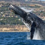 Newport Beach: Ultimate Whale Watching Adventure - The Sum Up