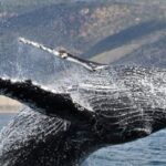Newport Beach: Whale and Dolphin-Watching Cruise - What You’ll Love About This Tour