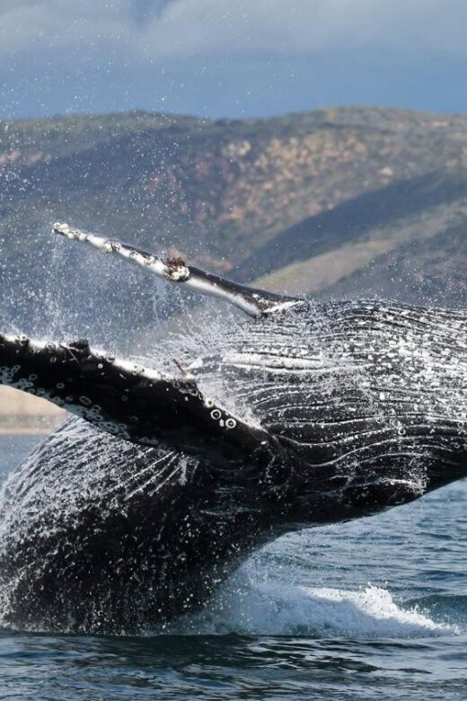 Newport Beach: Whale and Dolphin-Watching Cruise - What You’ll Love About This Tour