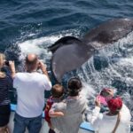 Newport Beach: Year-Round Whale Watching Cruise - The Itinerary: What to Expect on Your Voyage