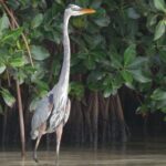 Nichupte Lagoon Wildlife Tour - Why This Tour Offers Good Value