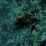 Night Time Snorkel At Turtle Town With Lights And Stars - Who Will Love This Tour?