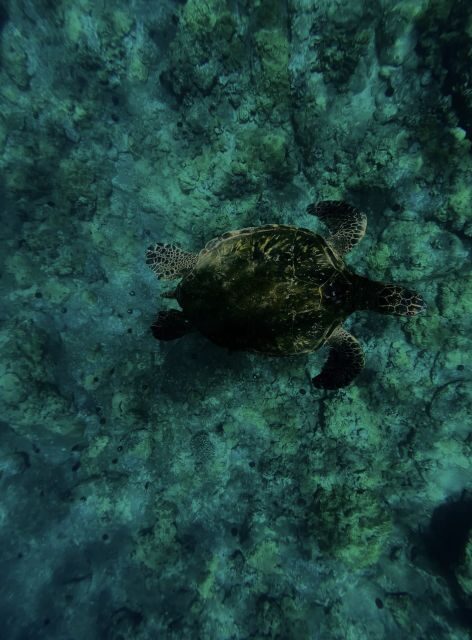 Night Time Snorkel At Turtle Town With Lights And Stars - Who Will Love This Tour?