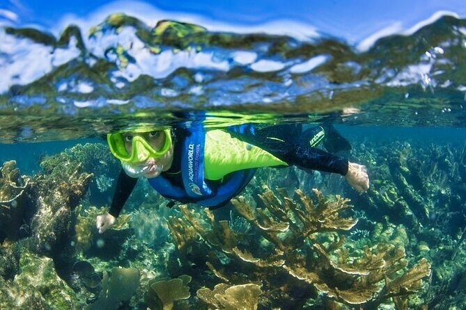 Nizuc Reef Snorkel Experience - Who Should Consider This Tour?