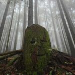 North Vancouver: Guided Forest Therapy & Forest Bathing Walk - Who Is This Tour Best For?