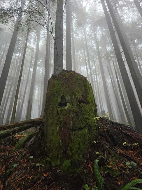 North Vancouver: Guided Forest Therapy & Forest Bathing Walk - Who Is This Tour Best For?